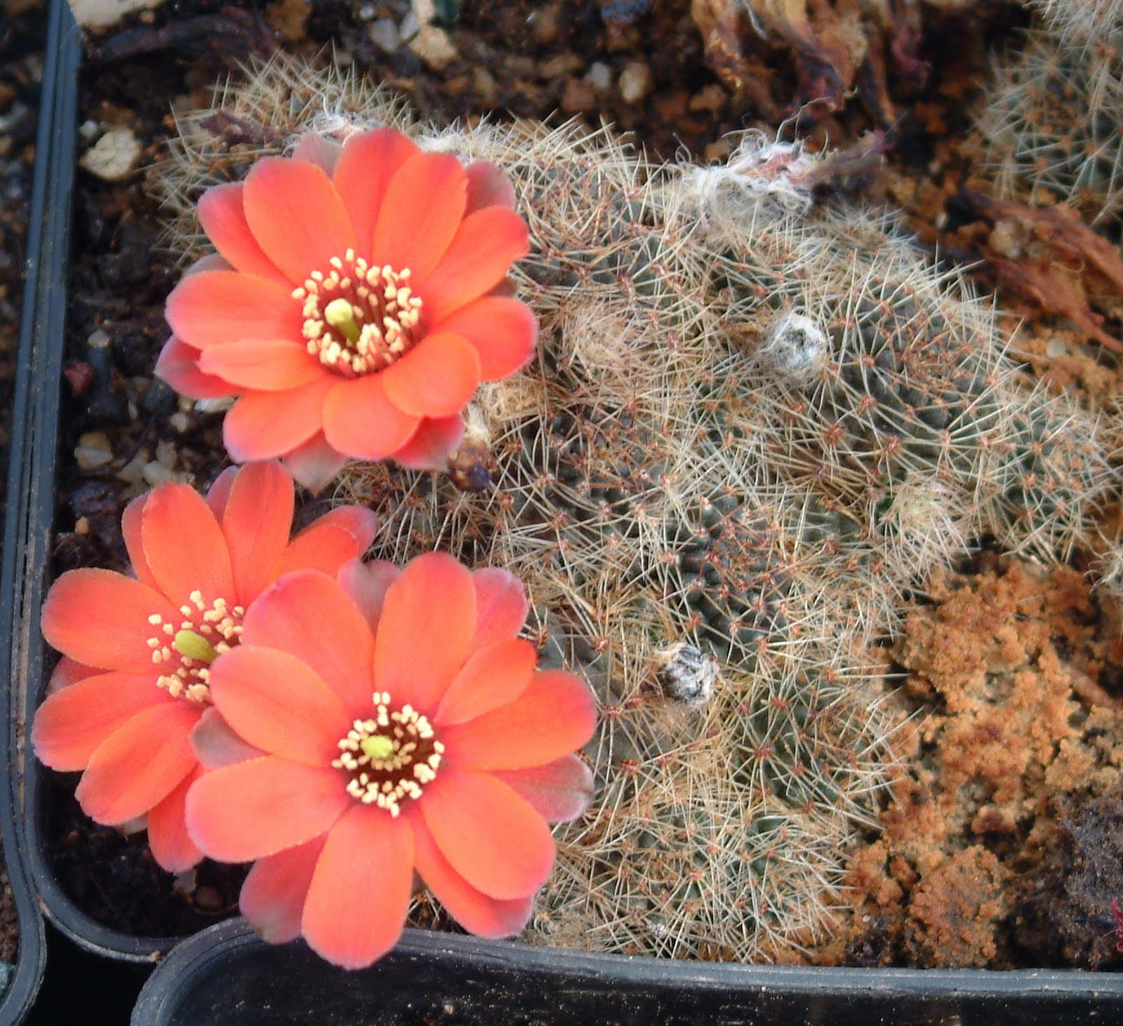 Rebutia, Aylostera y Weingartia: Rebutia ritteri Wessner 1938 ...