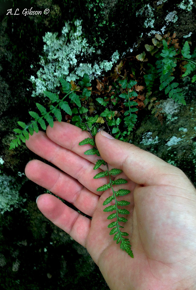 The Buckeye Botanist: Top Ten Life Plants of 2014