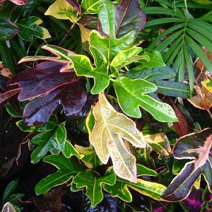 Tanaman Puring (Codiaeum variegatum) - Ganesha Flora Bali