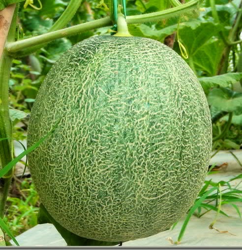 How to Grow Melons | Viva La Vida