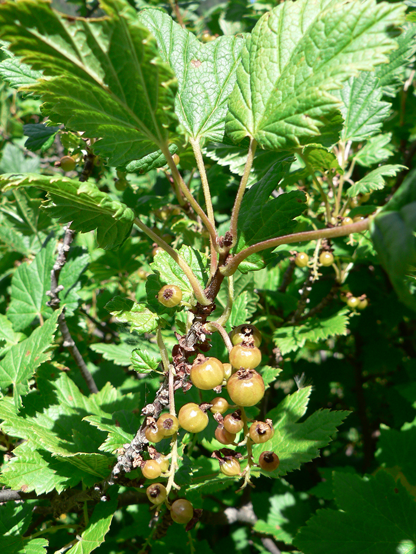 FLORA DE PIRINEOS: Ribes petraeum Wulfen. (Valle de Estós, Gorgas de Alba)
