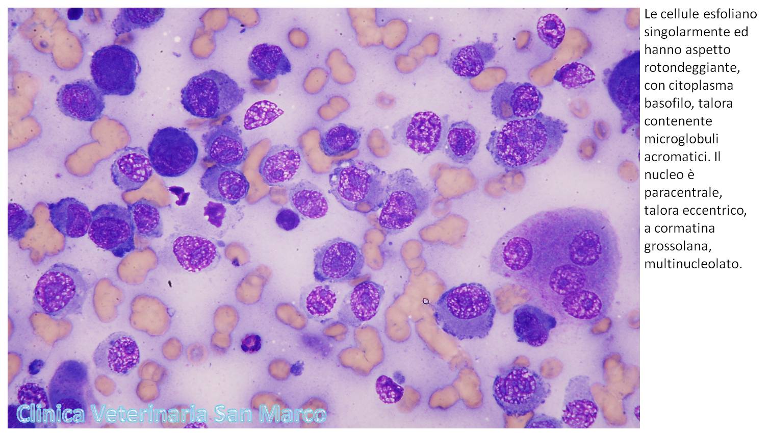 C.R.A.M.P.O.: casi citologici giorno 12 agosto 2015