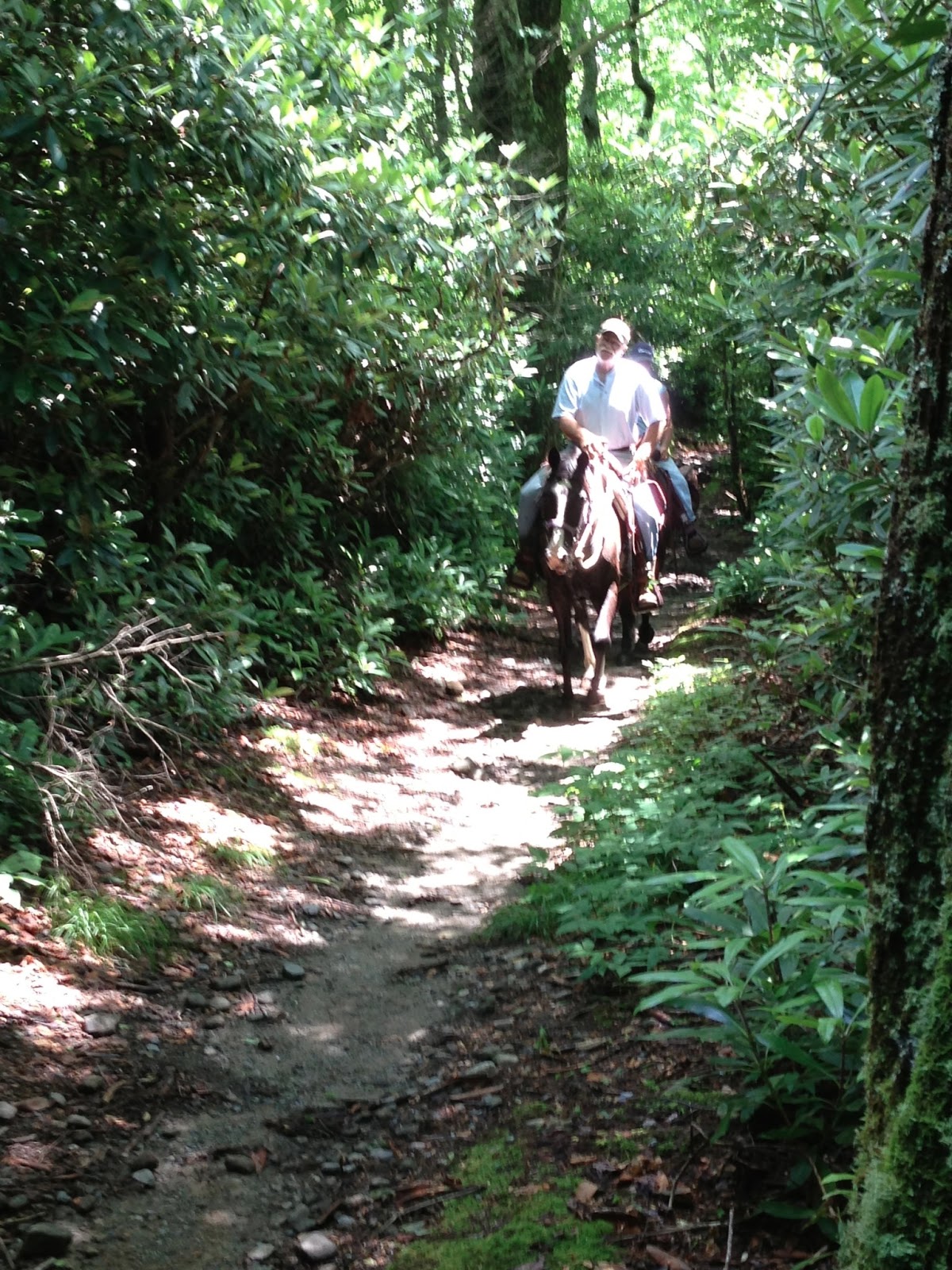 Hiking the Appalachian Balds: Spence Field