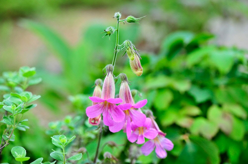 ΡΕΜΑΝΙΑ - Rehmannia Glutinosa | ΒΟΤΑΝΟΘΕΡΑΠΕΙΑ . ΘΕΡΑΠΕΥΤΙΚΑ ΦΥΤΑ ΚΑΙ ...