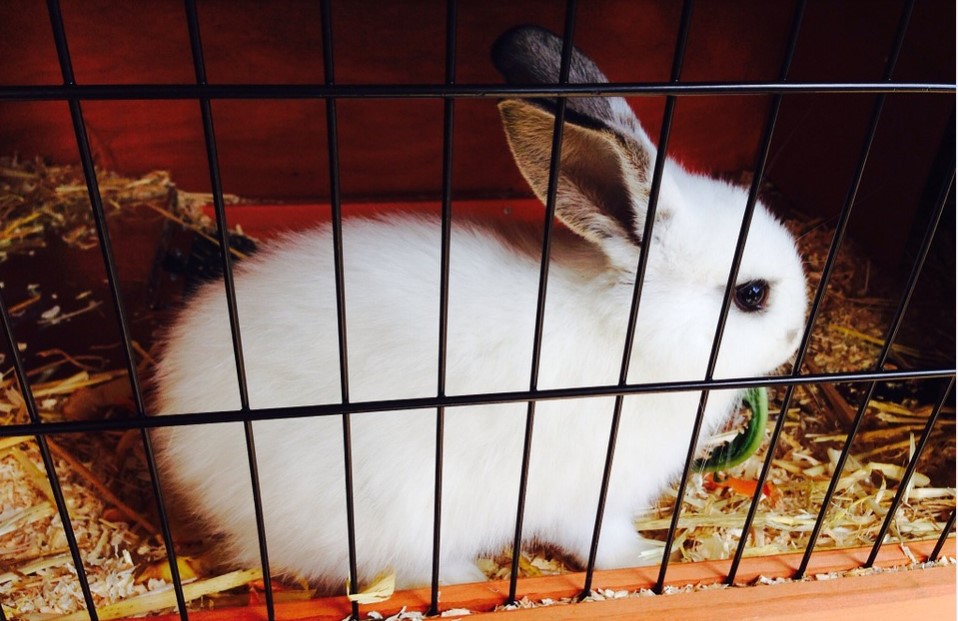 TIPS KANDANG KELINCI YANG BAIK | Kelinci Anggora