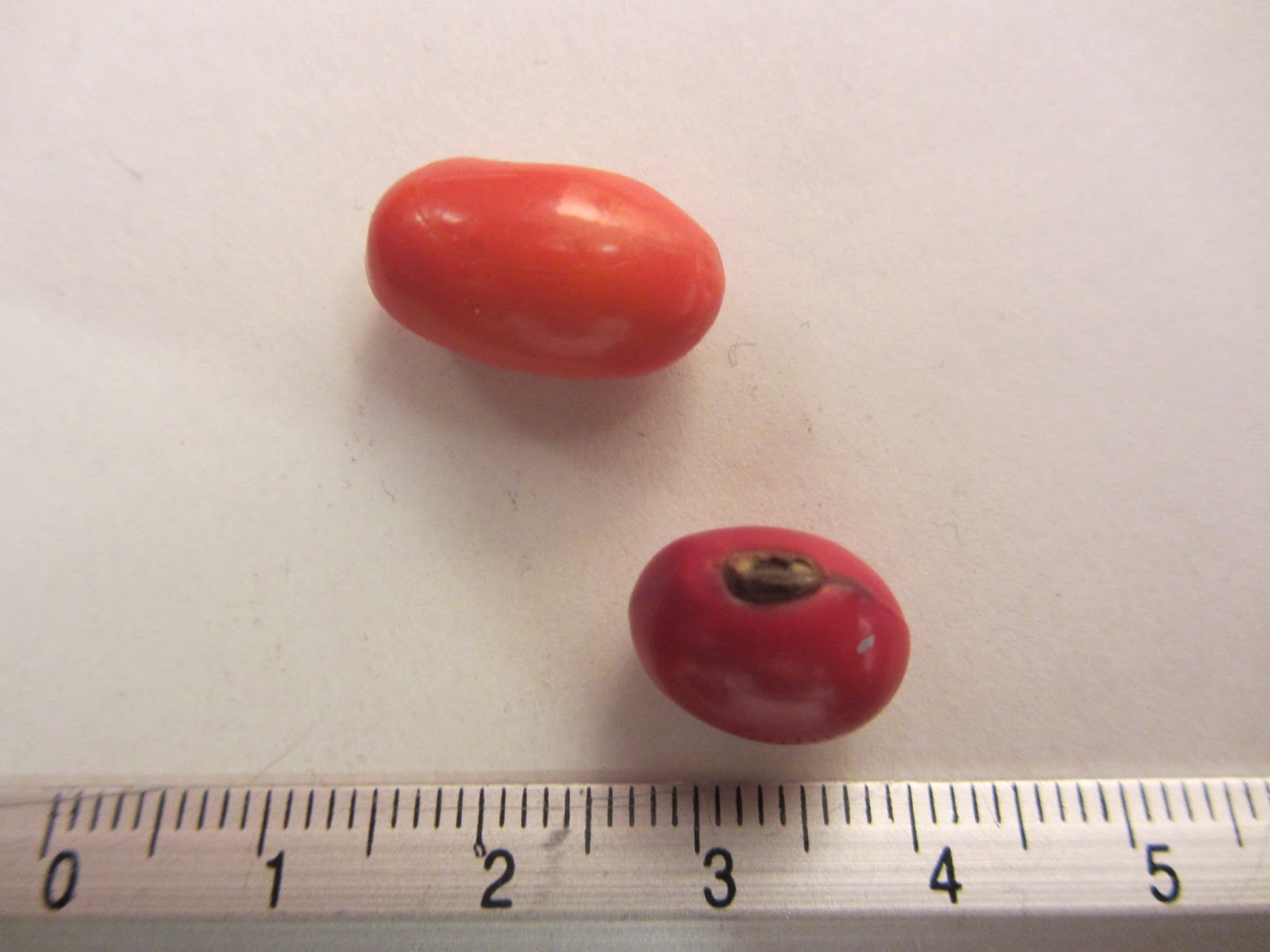 La mera verda: Qué Semilla es Cuál?? Catálogo de Semillas III