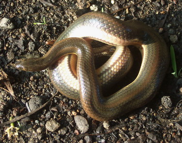 EKOGEO: KEANEKARAGAMAN JENIS ULAR DI INDONESIA