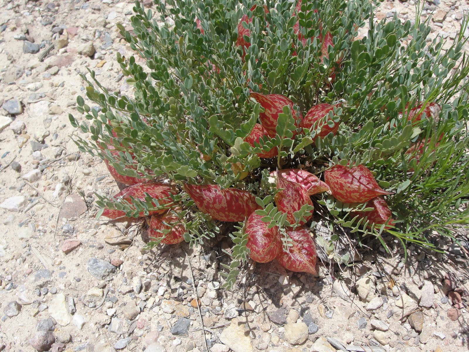 Native Plants of the Great Basin and Nearby