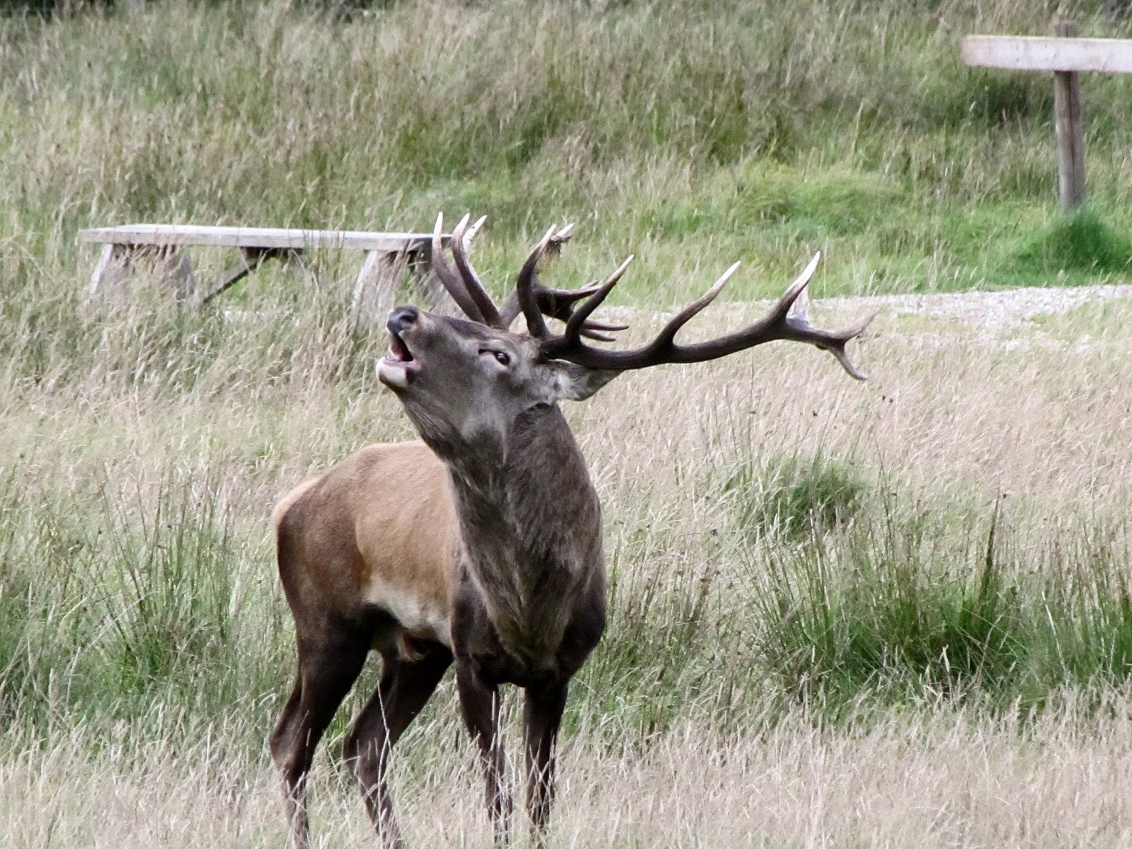 My Polar Bear Friends and Friends of Polar Bears: November 2012