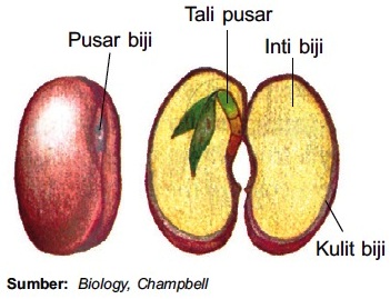 Struktur, Fungsi, Bagian Buah dan Biji pada Tumbuhan