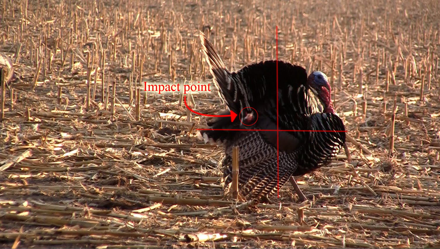 RMSGear Blog: Turkey Videos and Shot Placement Commentary