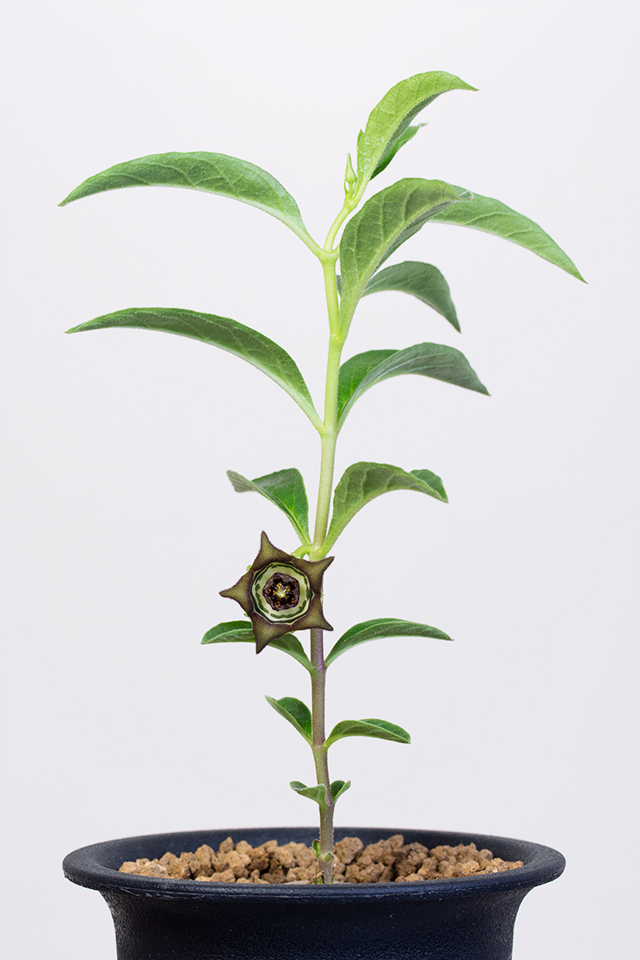 Brachystelma chlorozonum; RSA, Mapumulo ~ Fullsun