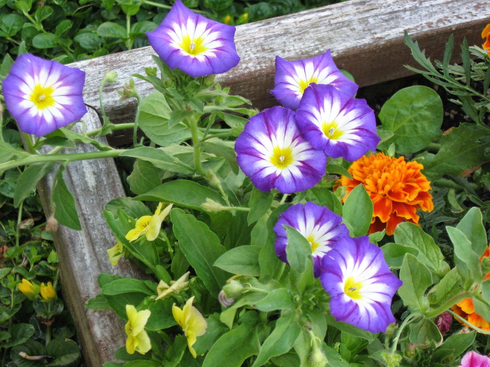 Seminte si plante de gradina hobby: Convolvulus tricolor mix