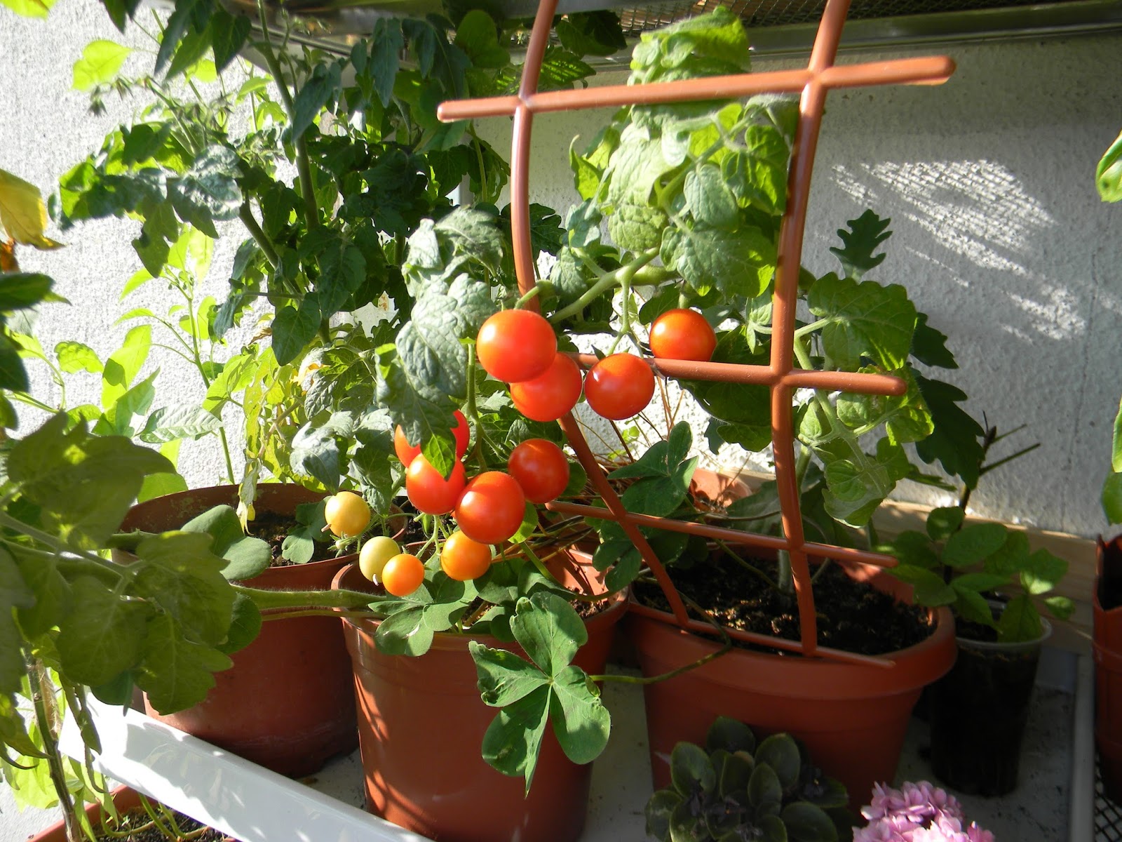 Gradina de pe balcon: Summer's dream