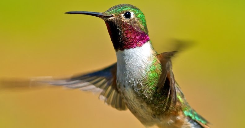 Hummingbirds Can See Colours We Can't Even Imagine, Experiment Reveals