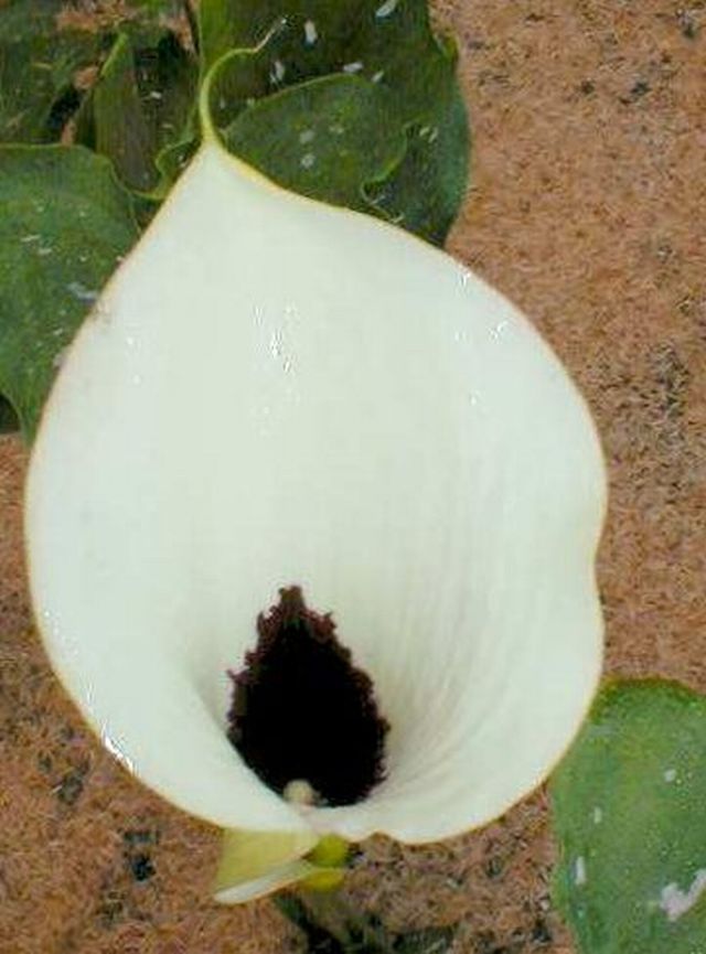 Gallery of Callas Lilies by Color: Bicolor Calla Lilies