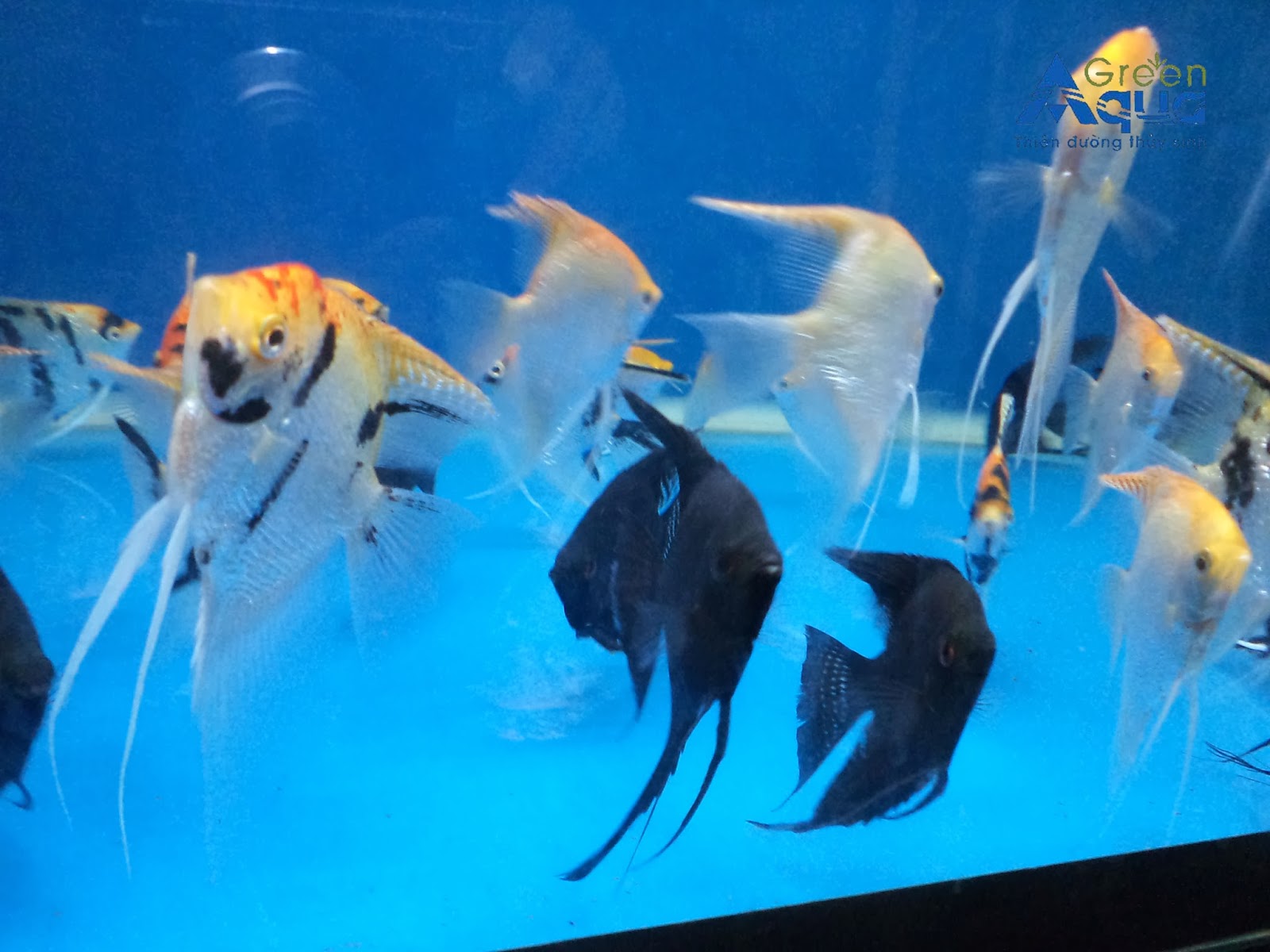 Aquagreen - Thiên Đường Thủy Sinh: tháng mười một 2013