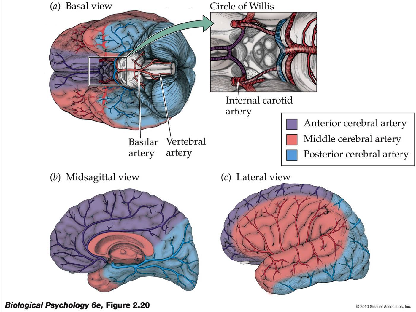 Life After Being A Student - My Mission To Learn: Neurological Diseases