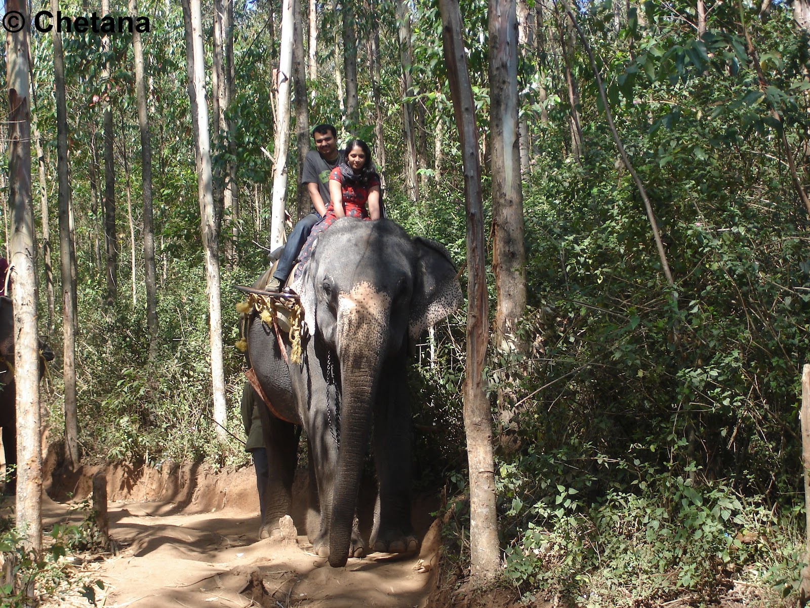 Prayanika - The Journey *******: Munnar : Elephant Safari and The ...