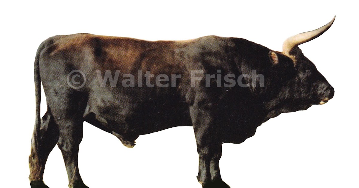The Breeding-back Blog: Albatros, the Heck bull, vs. aurochs