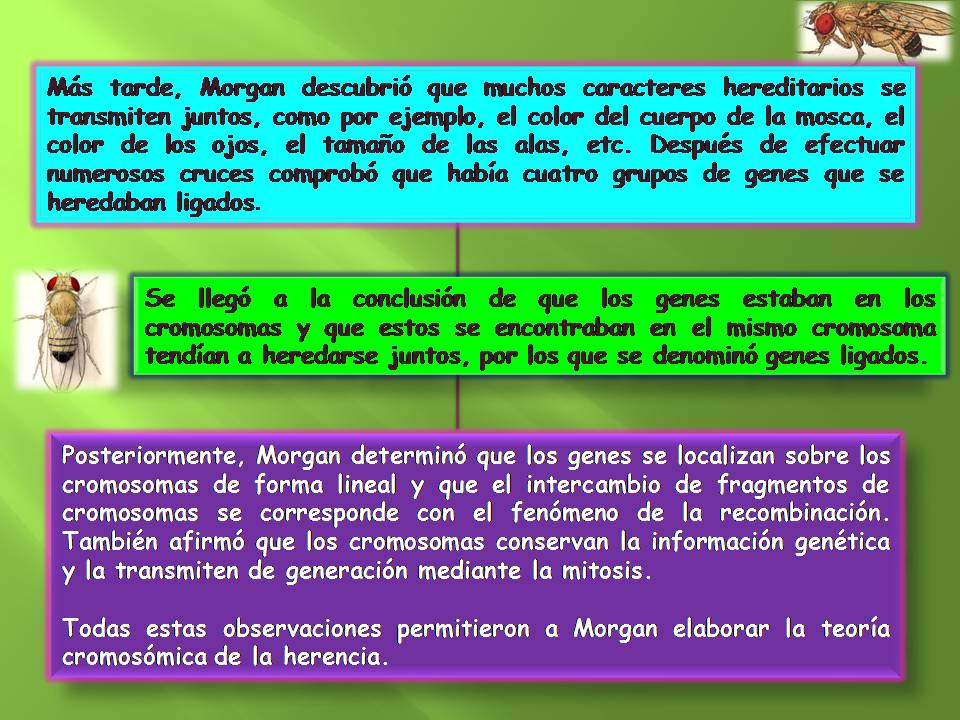 LOS MISTERIOS DE LA GENÉTICA: Dominancia Completa e Incompleta- Teoría ...