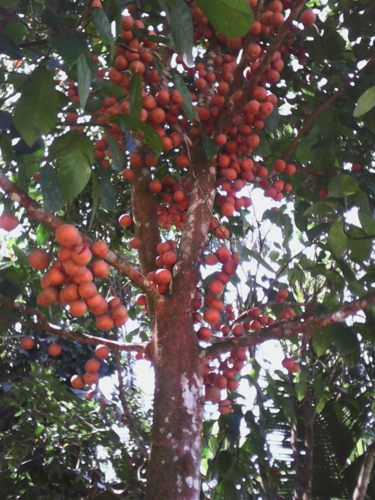 dEsTiNaSi CiNtA: BUDAK JAKUN...POKOK TAMPOI PUN XBESA TENGOK...