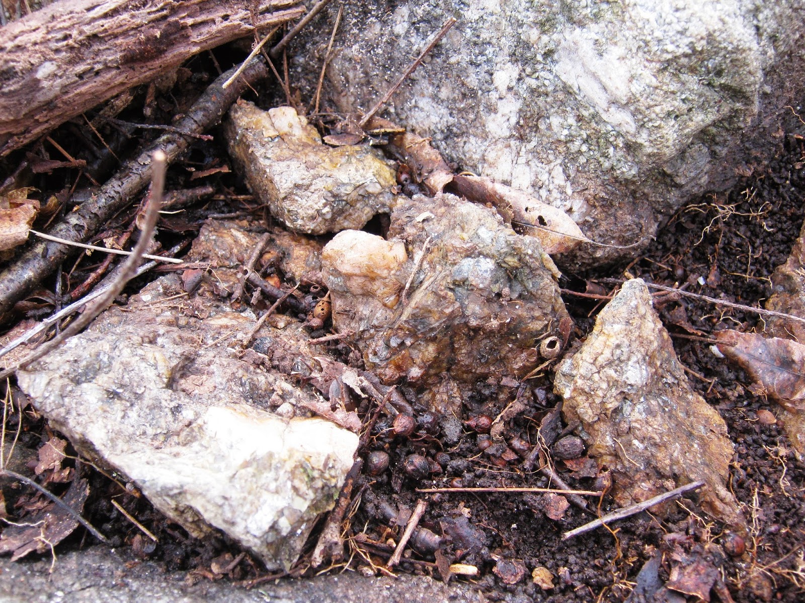 Waking Up on Turtle Island: Recognizing Possible Testudinate Indigenous ...