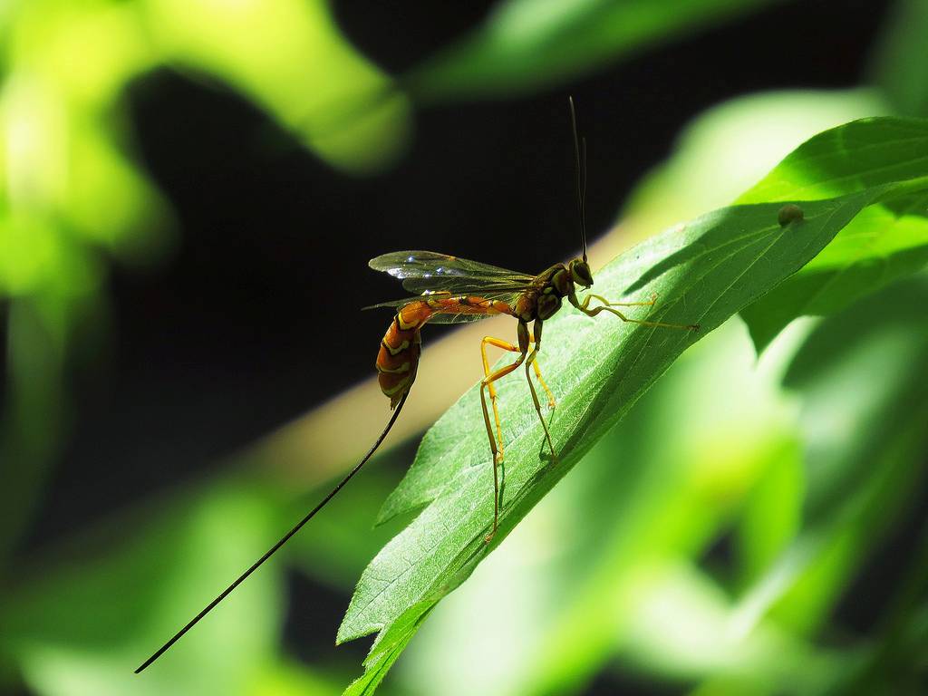 The Giant Ichneumon Wasp – Stump Stabber Extraordinaire | The Ark In Space