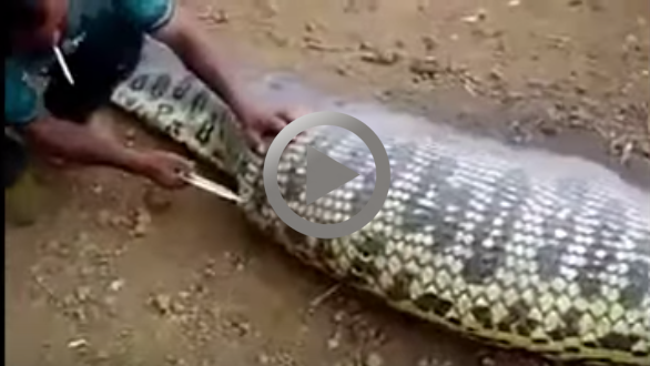 A Huge Snake Caught, Thought To Have SWALLOWED A HUMAN! | Forex 35 Top News