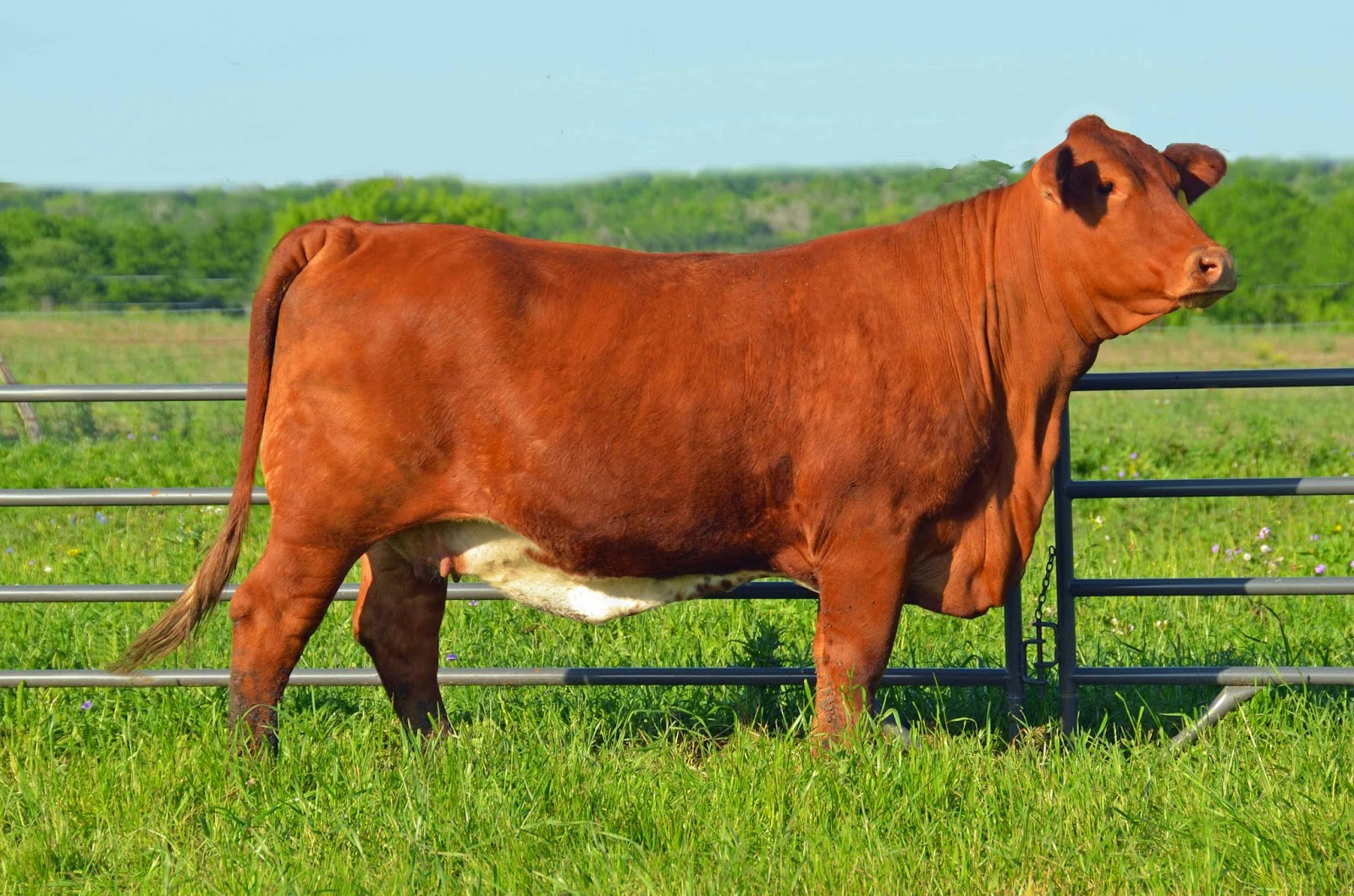 GAMBAR SAPI BEEFMASTER 19 | GAMBAR SAPI