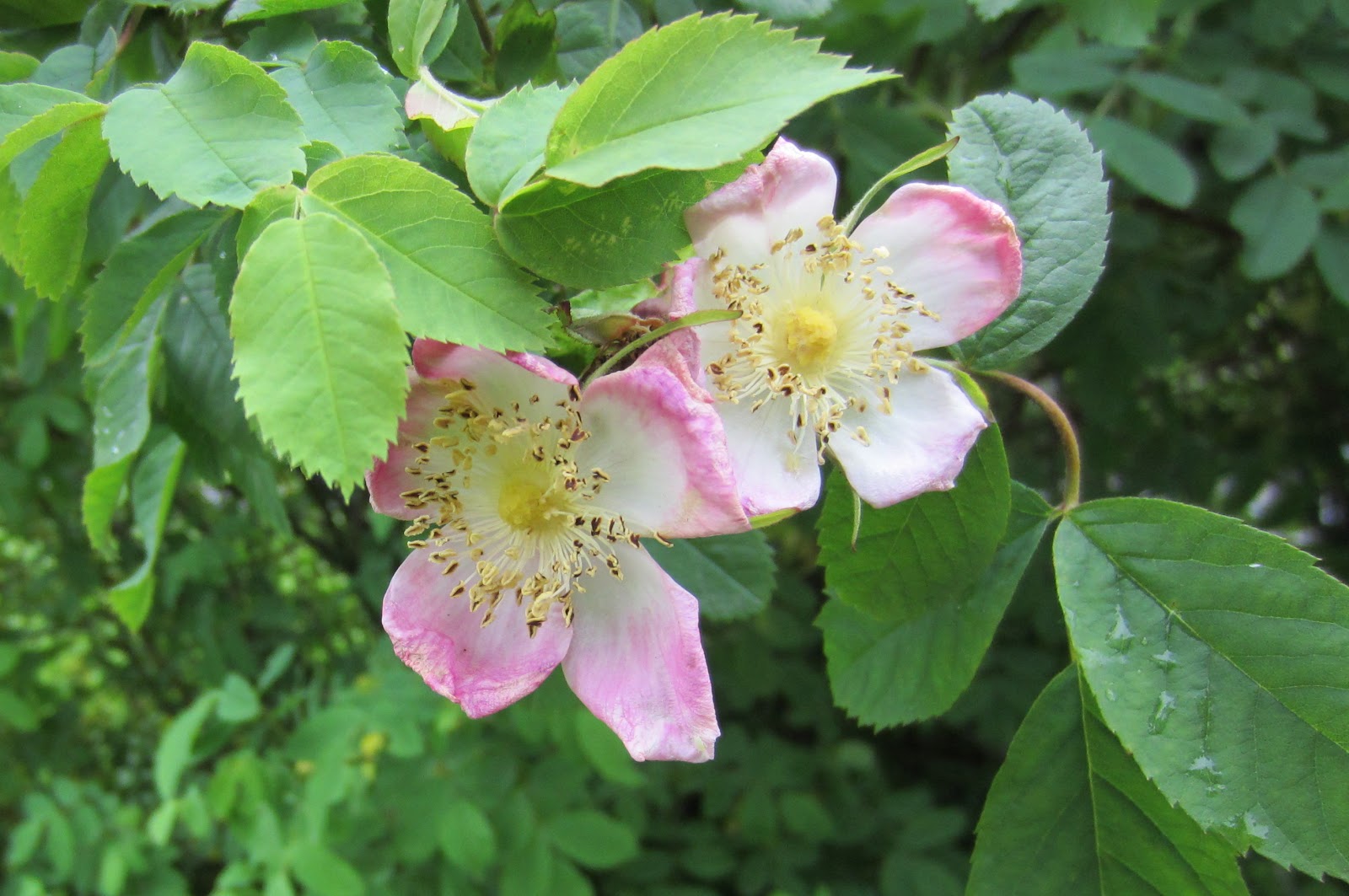Dina's Travels: Juneau Capitol and State Museum