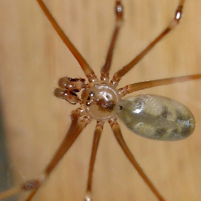 BugBlog: Adult pair of Pholcus phalangioides