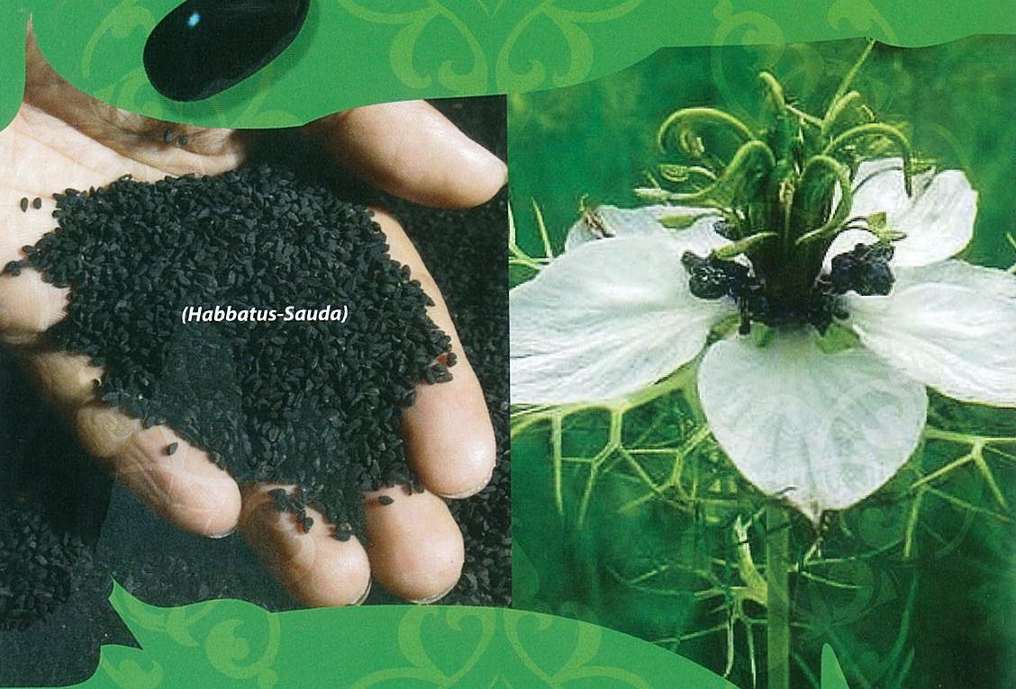 Baraka Habbatus Sauda: KHASIAT HABBATUS SAUDA