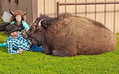Awesome Pet Bison at home throughout Colorado