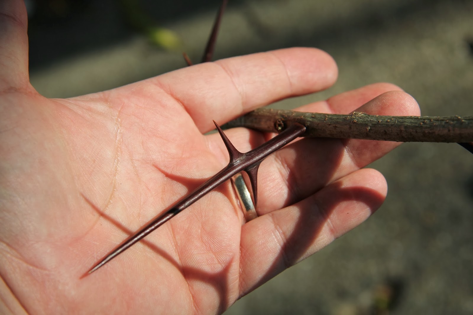 Isabella Conservation District Environmental Education Program: A Tree ...