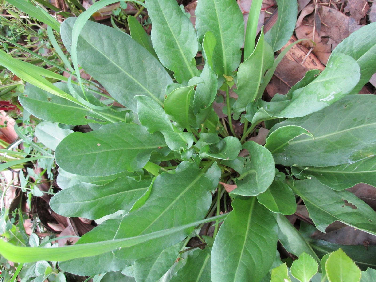 .: Língua de Vaca, Labaça e Azedinha