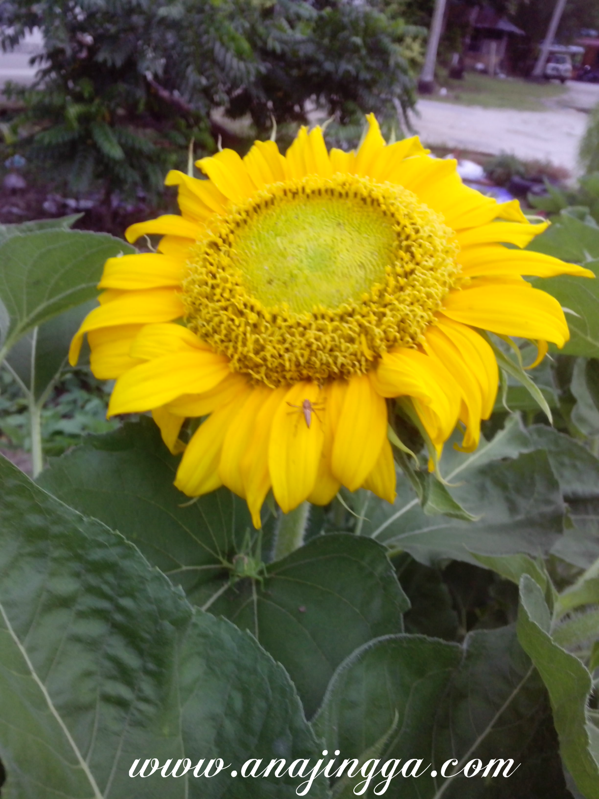 Dari Kampung Halamanku - 4