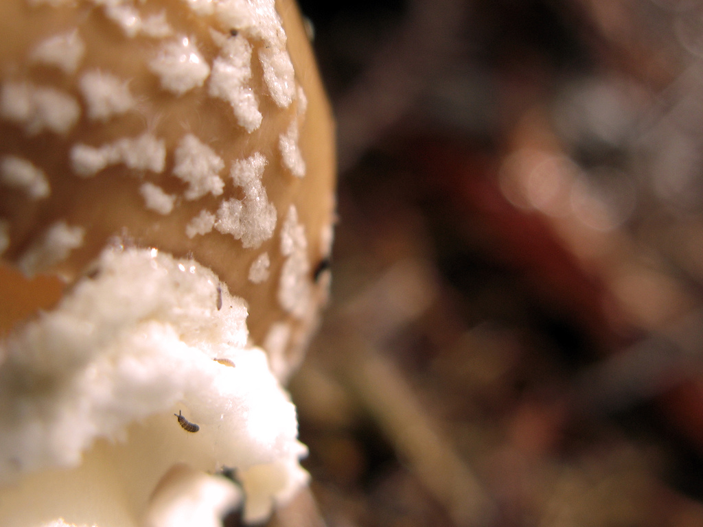 Species of UK: Week 14: Springtails (Collembola)