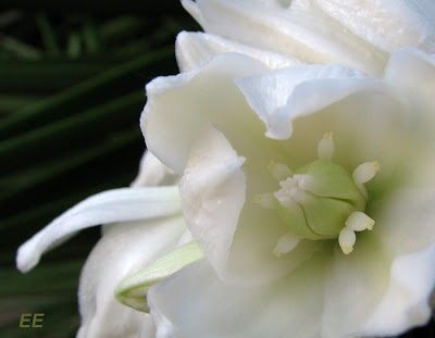 Mallorca es así también: Flor de Yucca