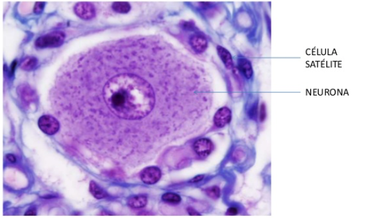 Atlas de neuroanatomía: CÉLULAS GLIALES DEL SISTEMA NERVIOSO PERIFÉRICO