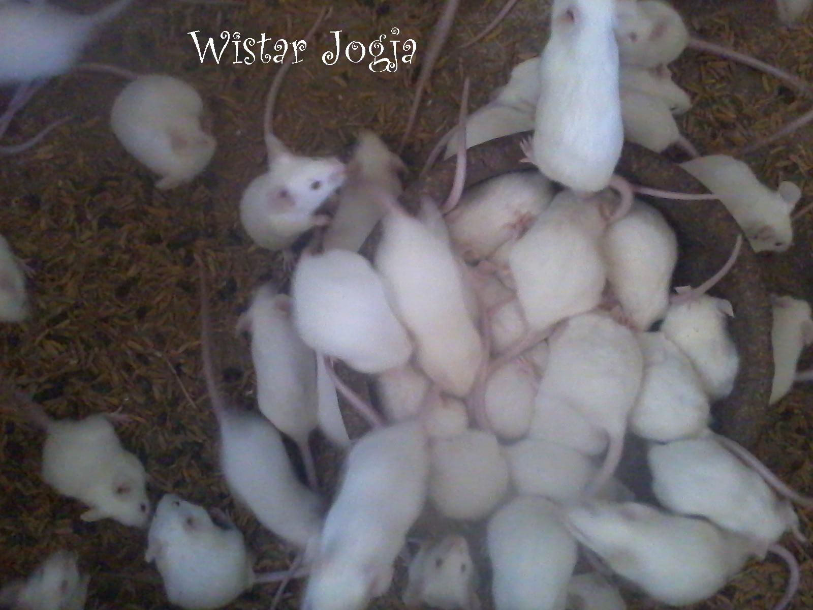 Ready Tikus Putih Penelitian Wistar Mencit Balb/C: Juni 2012