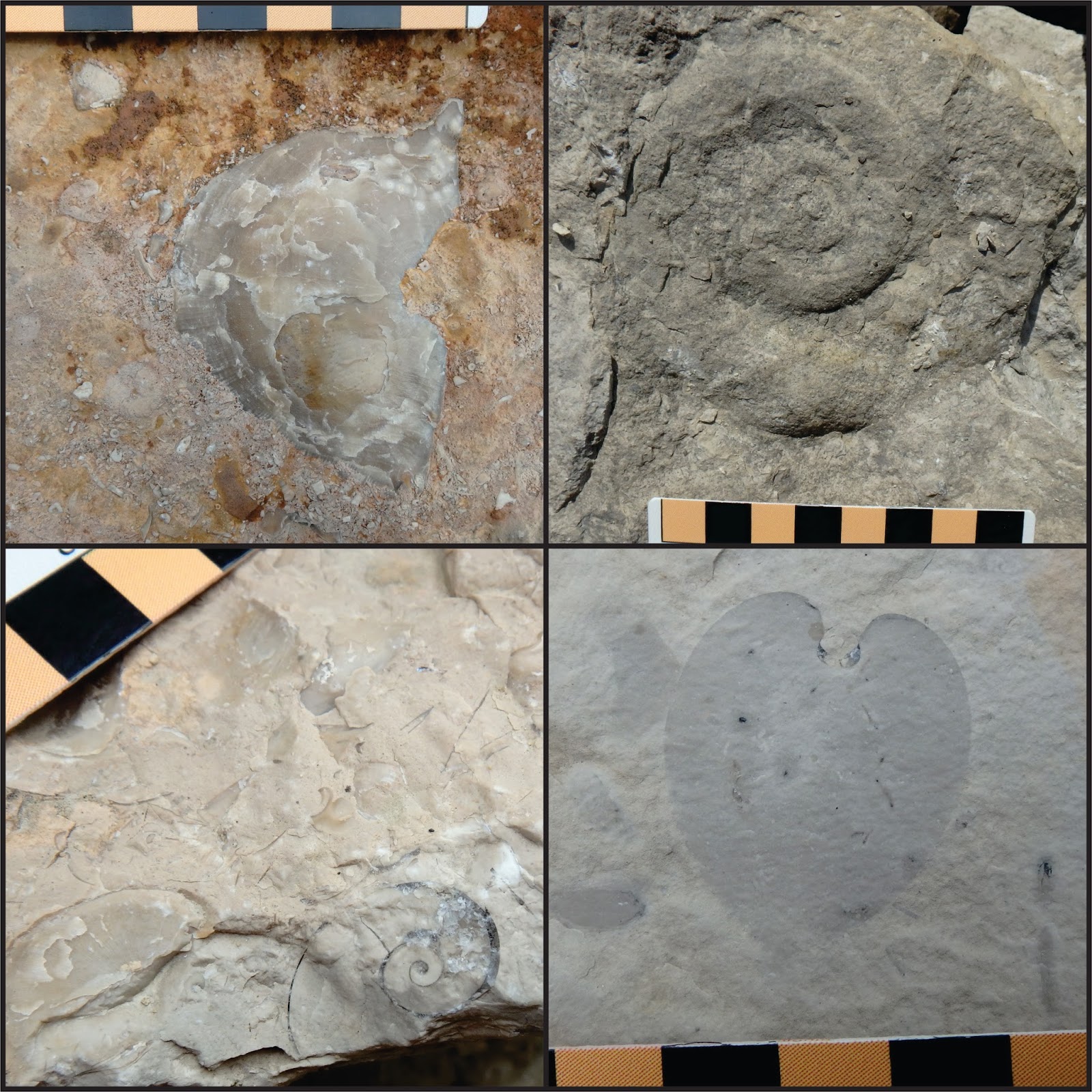 Manitoba Geology: The Hudson Bay Basin: sedimentary deposits from a ...