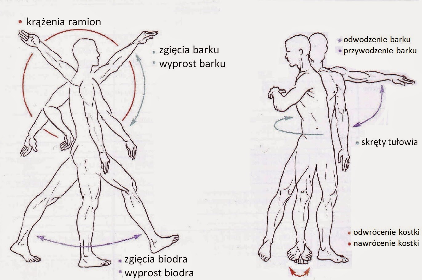 Ruchy w stawach ~ Trener przygotowania motorycznego i trener personalny ...
