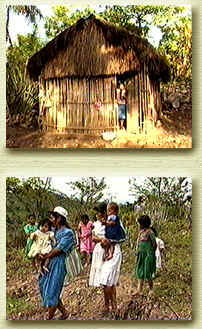 Brassavola Digbyana: Los Chortís