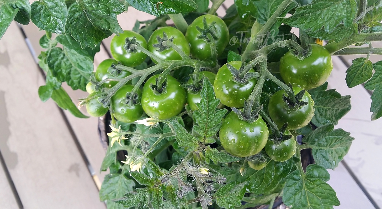 Helenes Tomater: Mohamed - liten, kompakt busk.