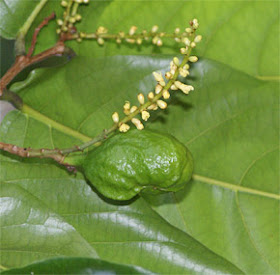 Fruit Warehouse: Inocarpus fagifer ( Buah Gayam )