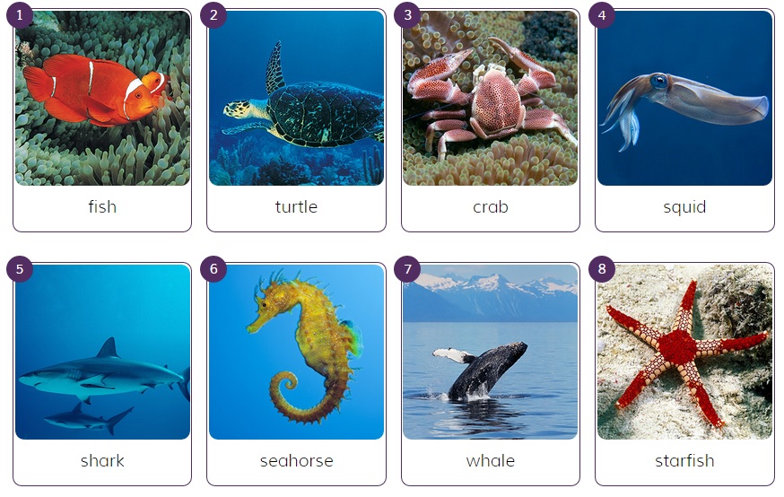 C.E.I.P José de Echegaray (Ensanche de Vallecas): UNDER THE SEA!