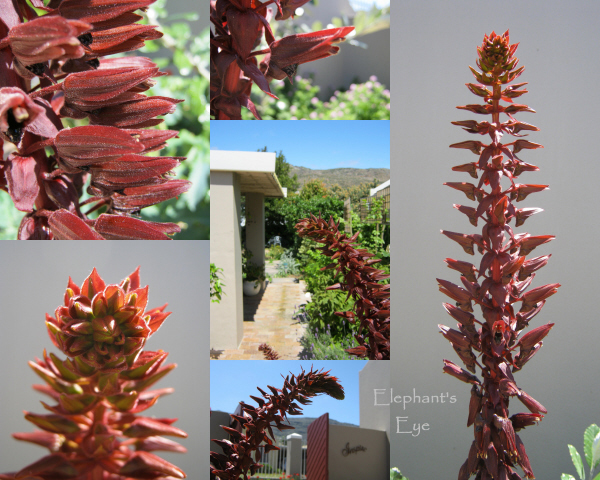 Melianthus major - Honey Flower for the Birds!