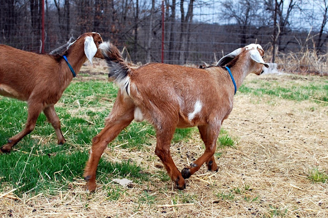 Preparing for Kidding Season - Resources for New Goat Owners - Oak Hill ...