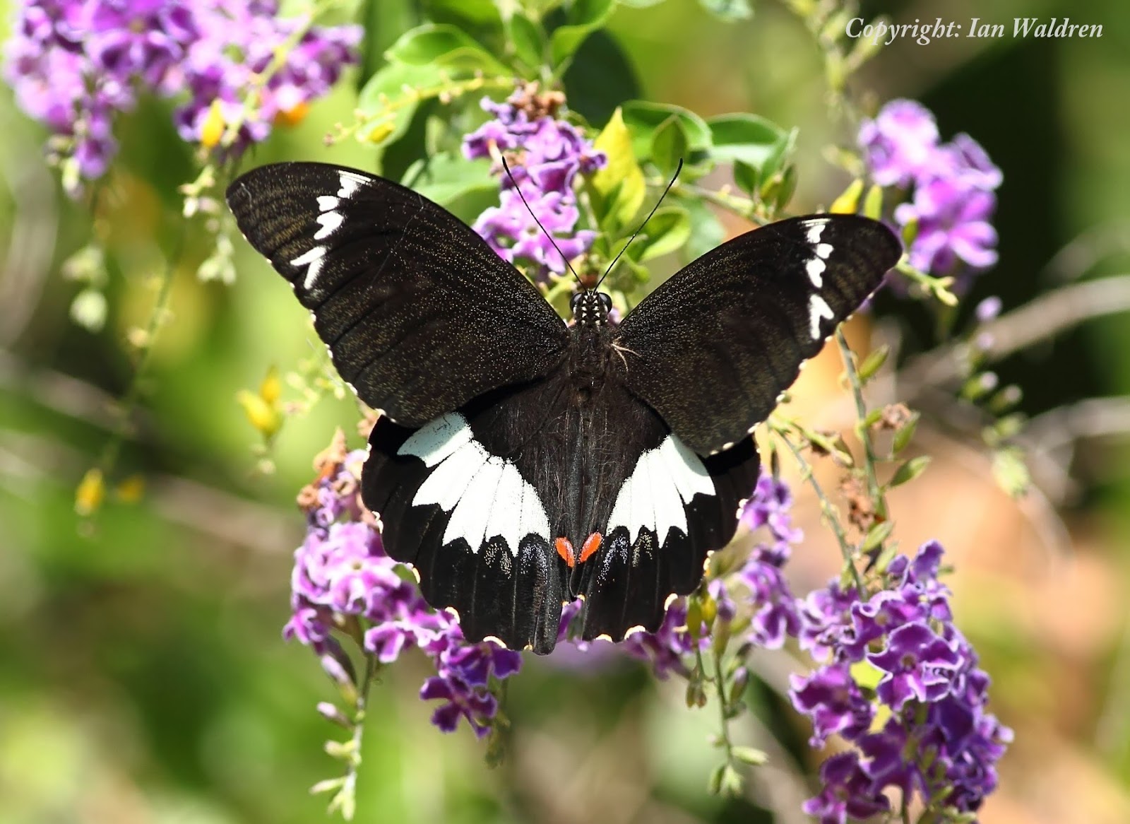 WILD TROPICAL QUEENSLAND: Butterflies